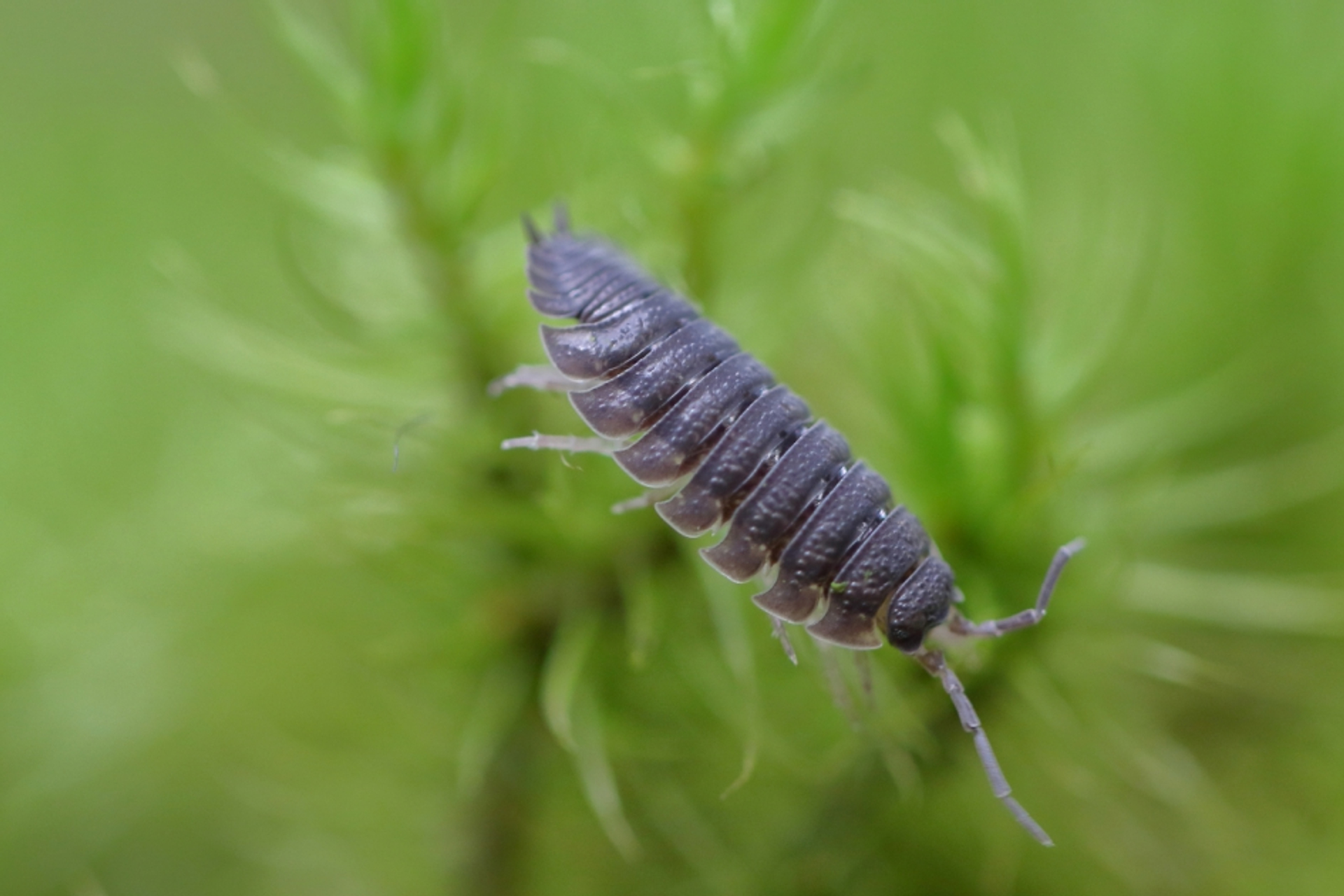 Ruwe pissebed - Expeditie 10 - BNNVARA