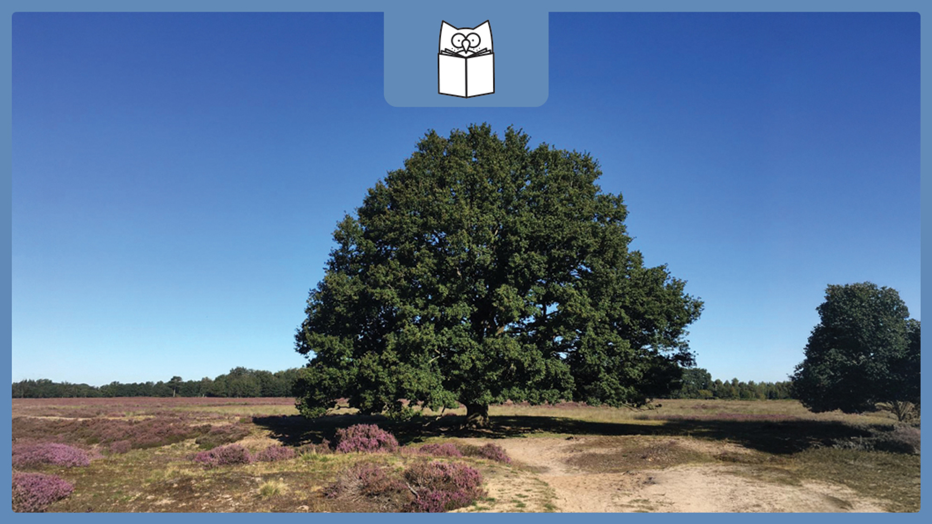 Dit is waarom de zomereik bijzonder is + filmpje! - Expeditie 10 - BNNVARA