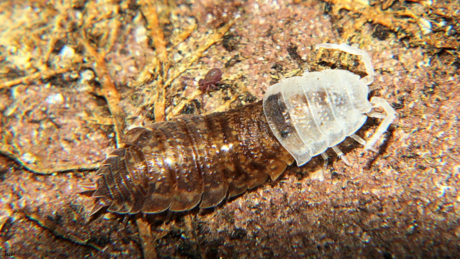 Ruwe pissebed - Expeditie 10 - BNNVARA