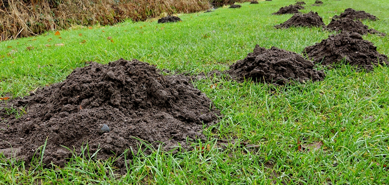 Mol - Expeditie 10 - BNNVARA